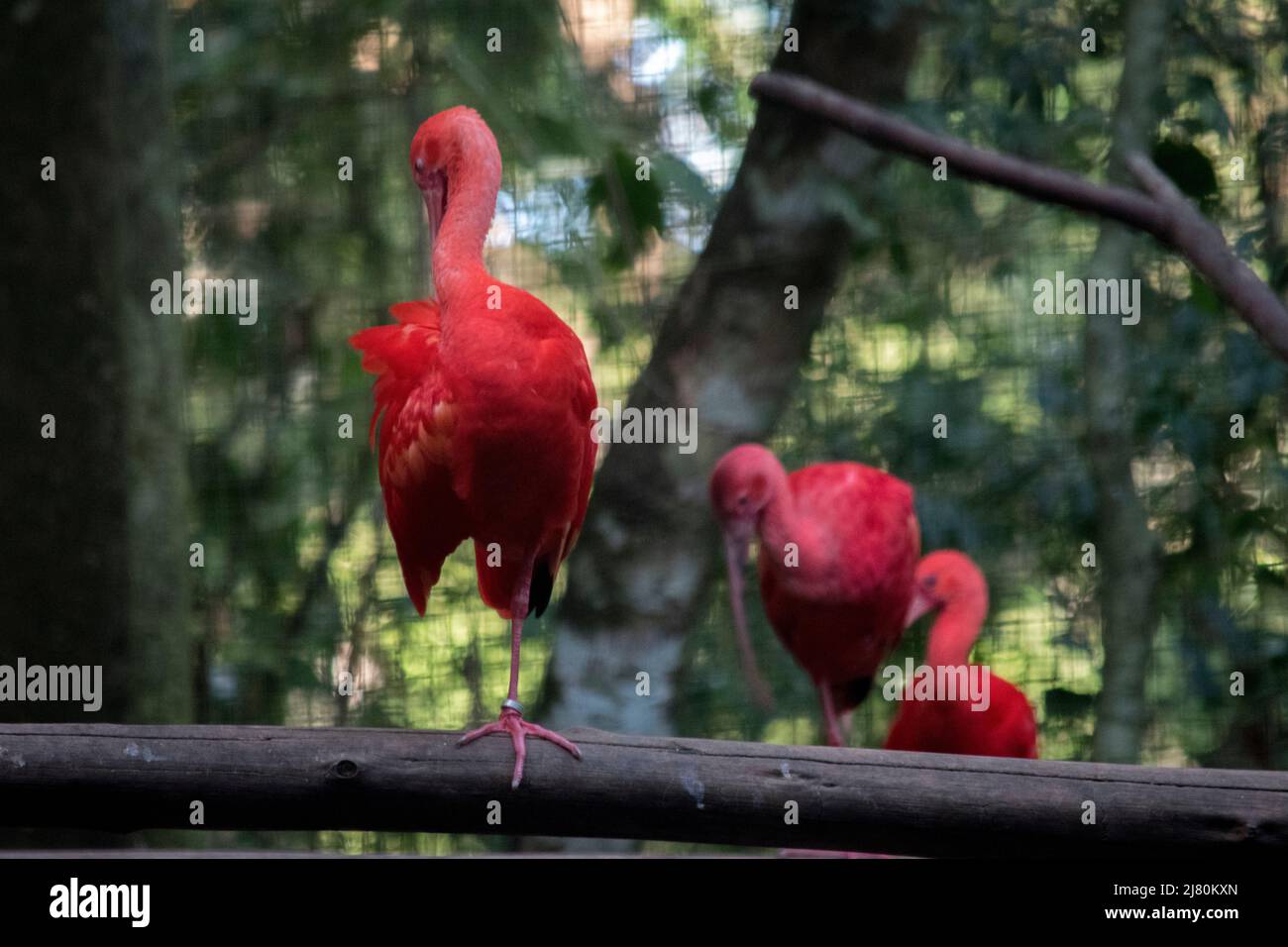 scarlet ibis, corocoro, corocoro rojo, corocora, garza roja Stock Photo ...