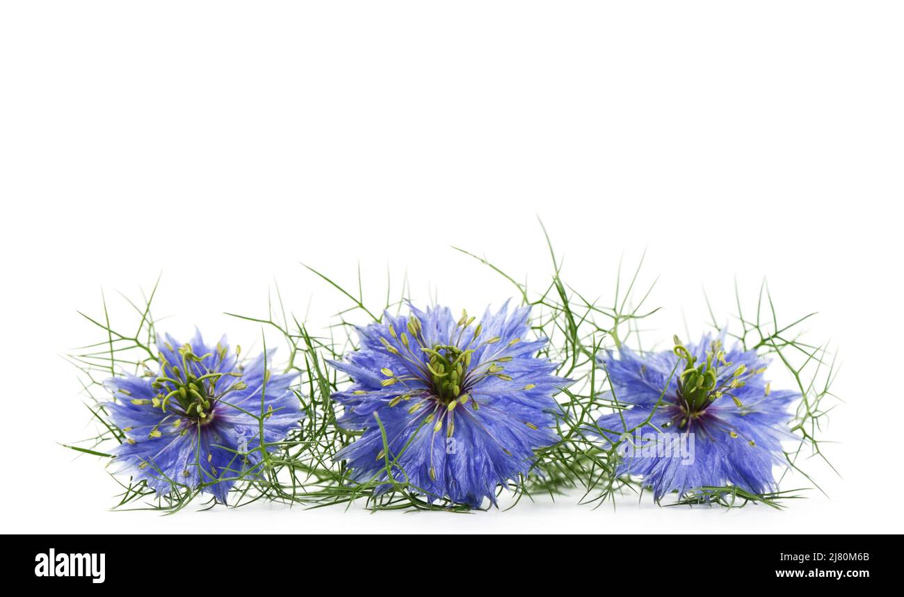 Black cumin flowers , isolated on white background with copy space ...