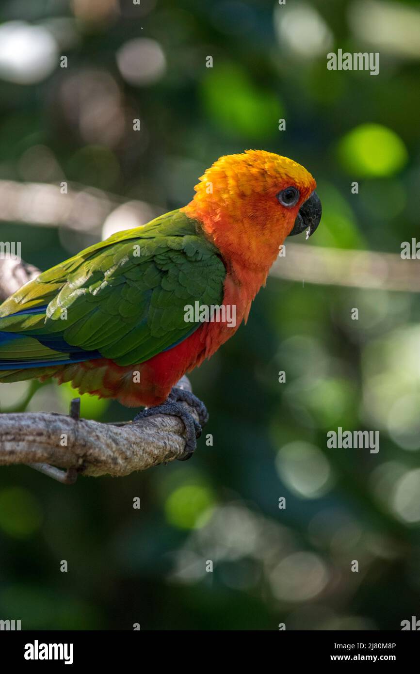 portrait of a jandaya parrot Stock Photo - Alamy