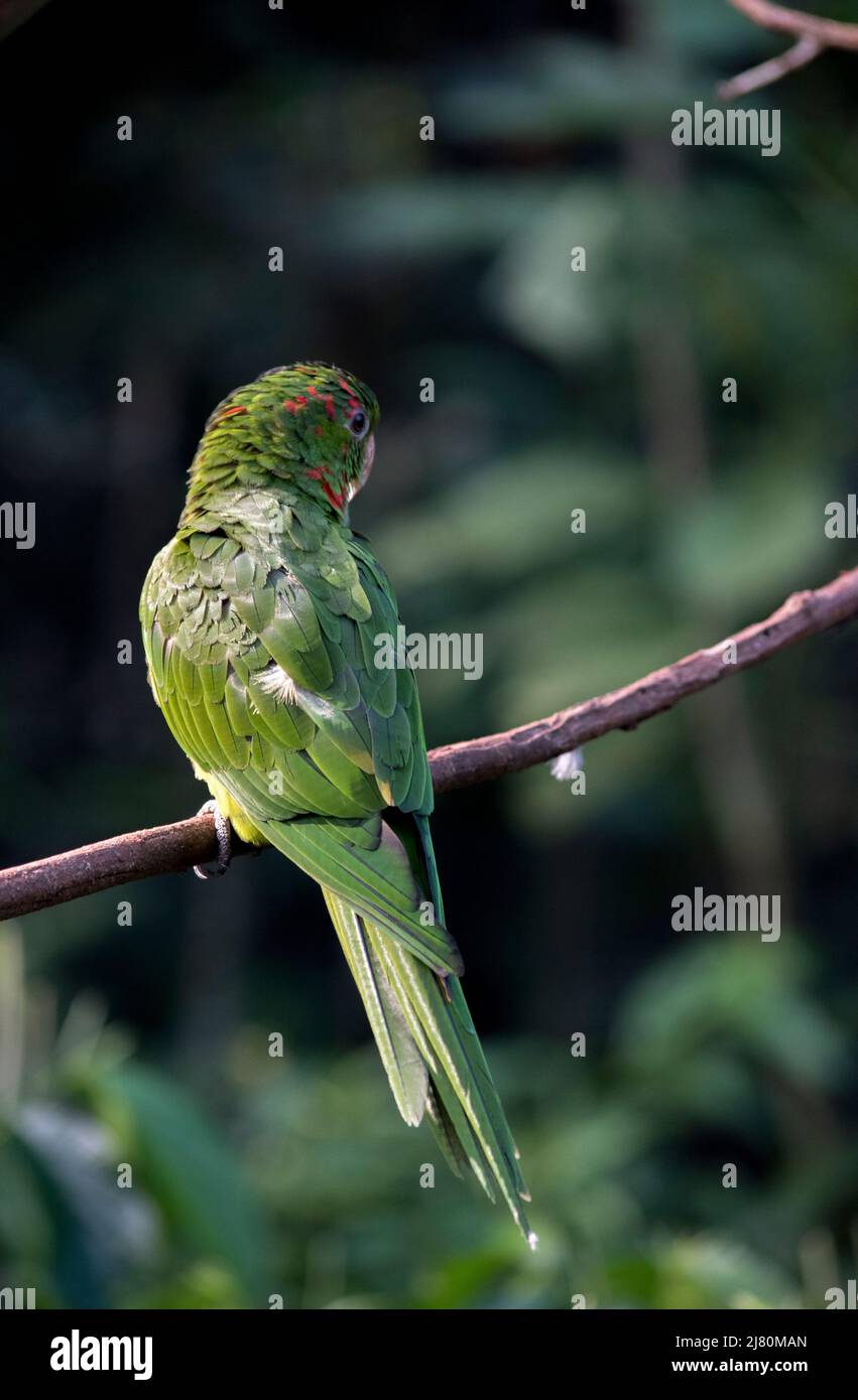 green parrot on a tree brunch Stock Photo - Alamy