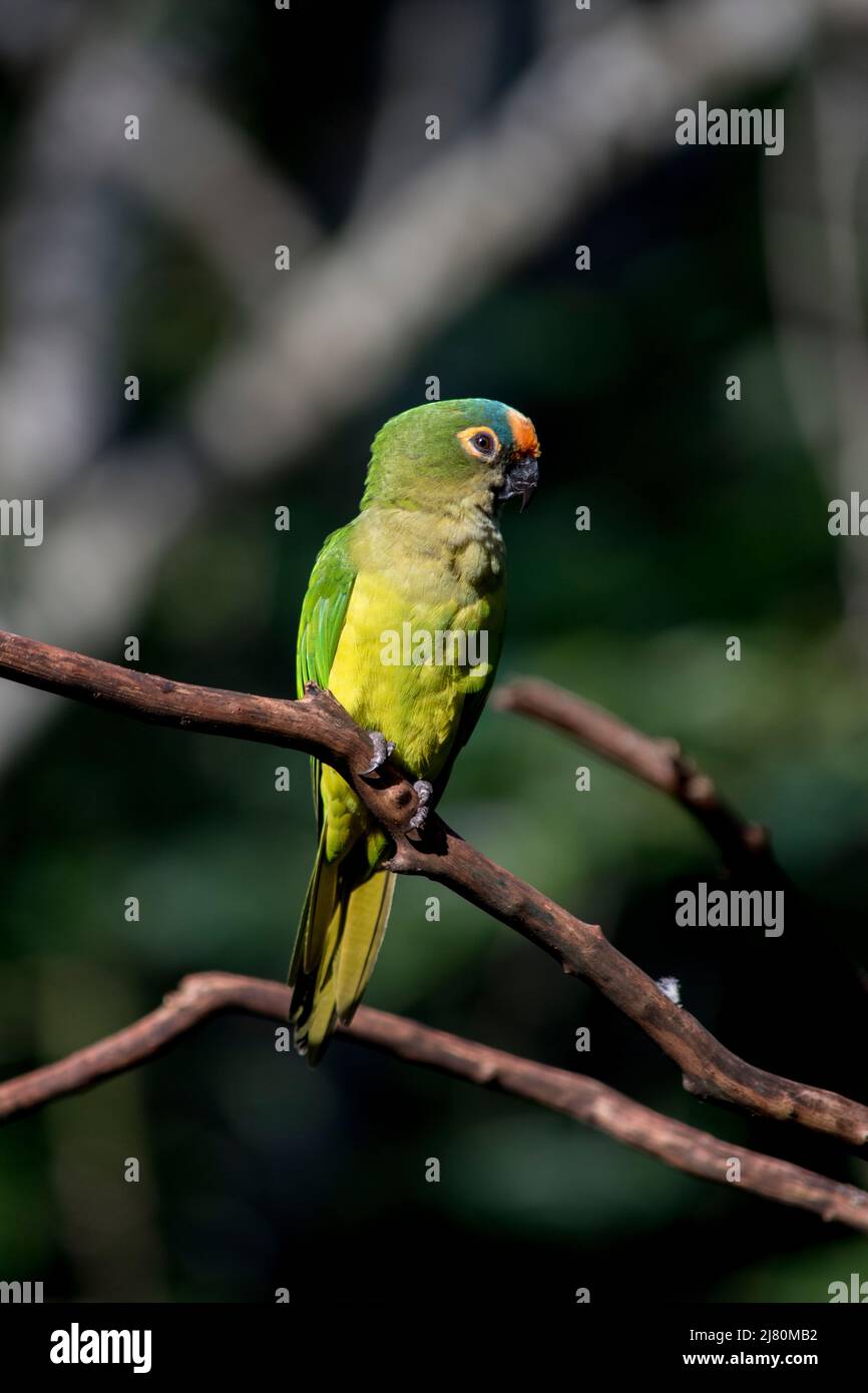 Portrait of a Prawn-fronted Aratinga. Eupsittula aurea Stock Photo - Alamy