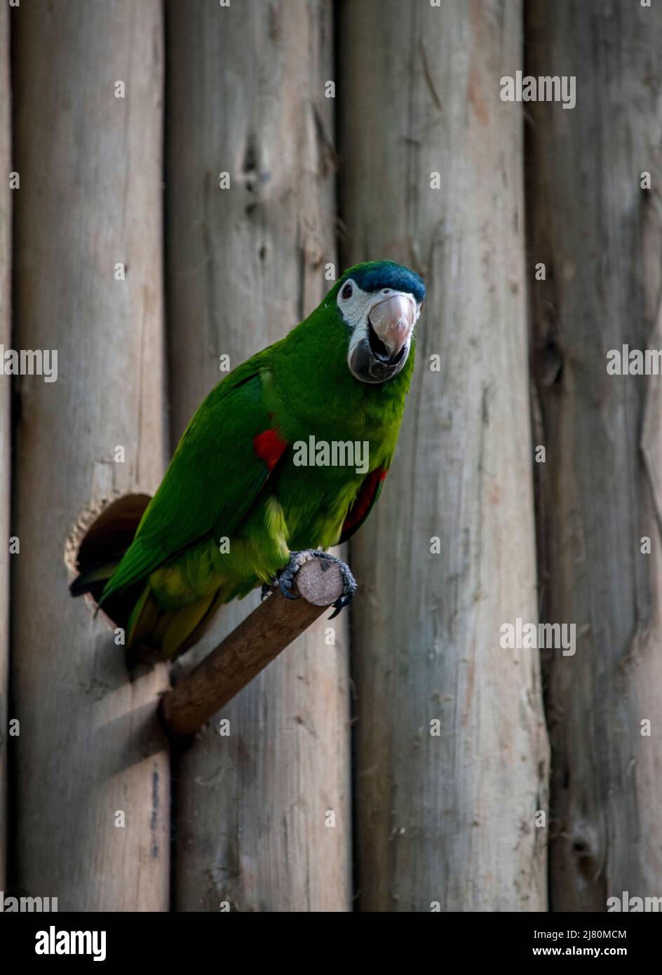 Beautiful macaw hi-res stock photography and images - Alamy