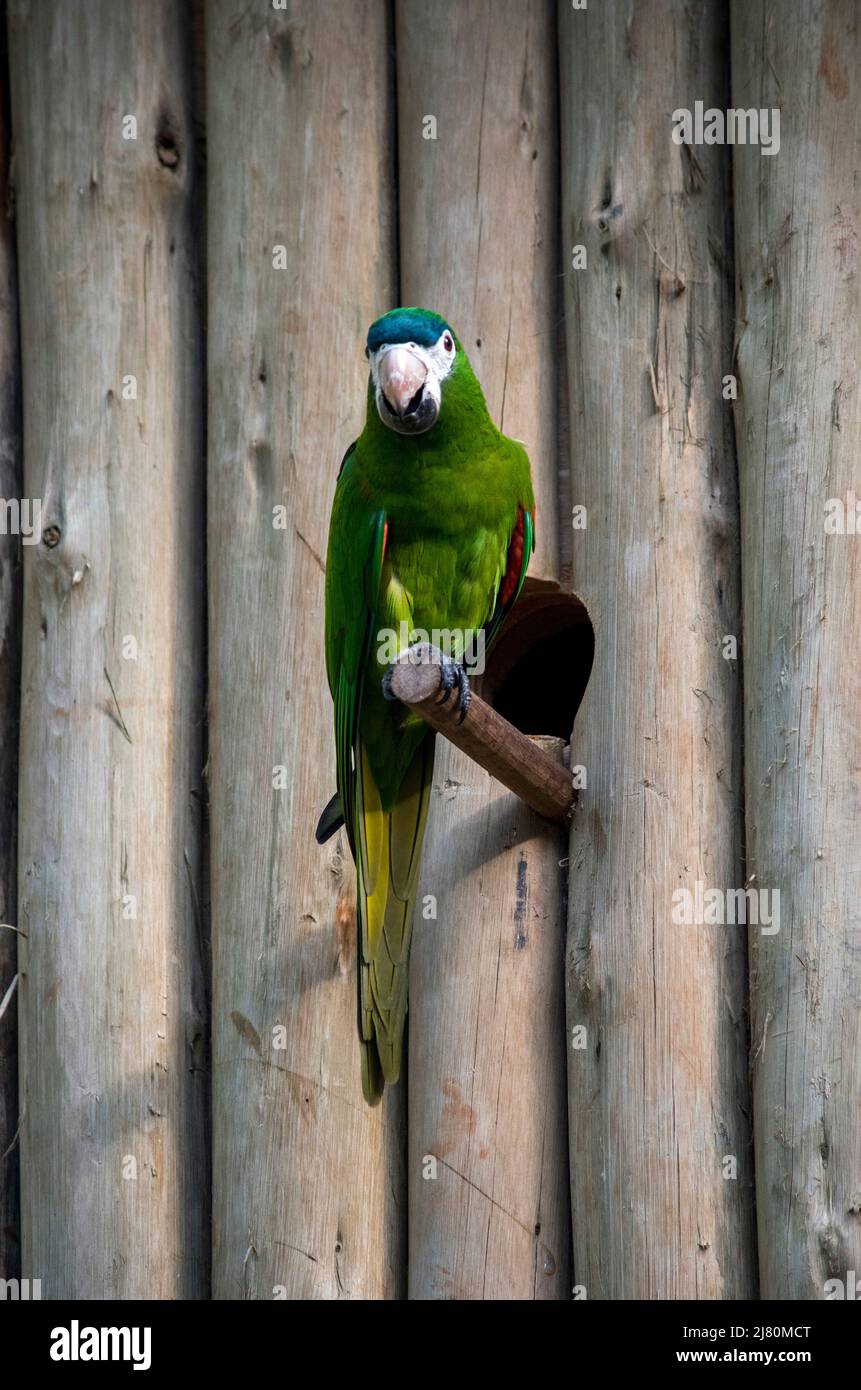 Beautiful macaw hi-res stock photography and images - Alamy