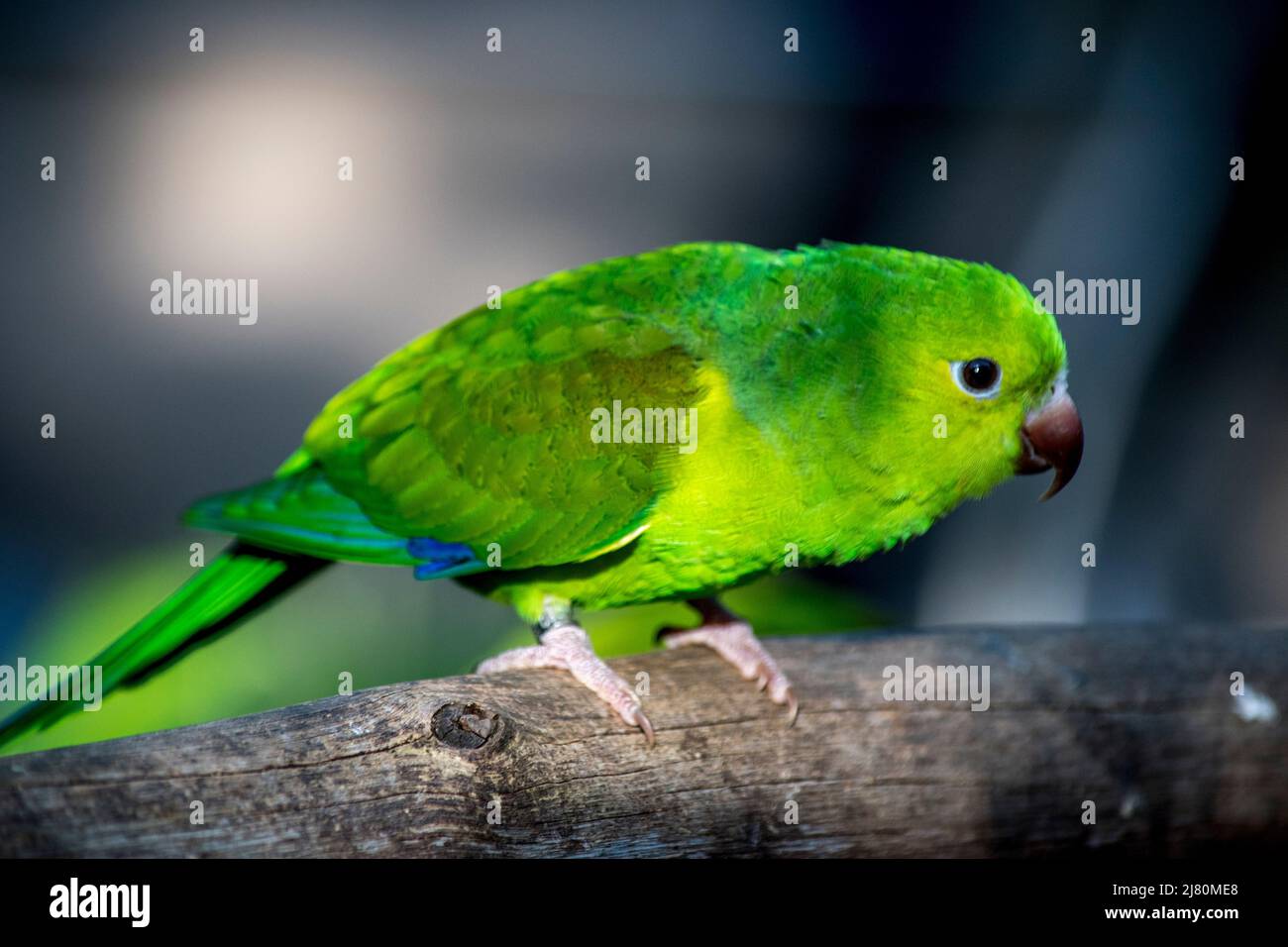 green parrot on a tree brunch Stock Photo - Alamy