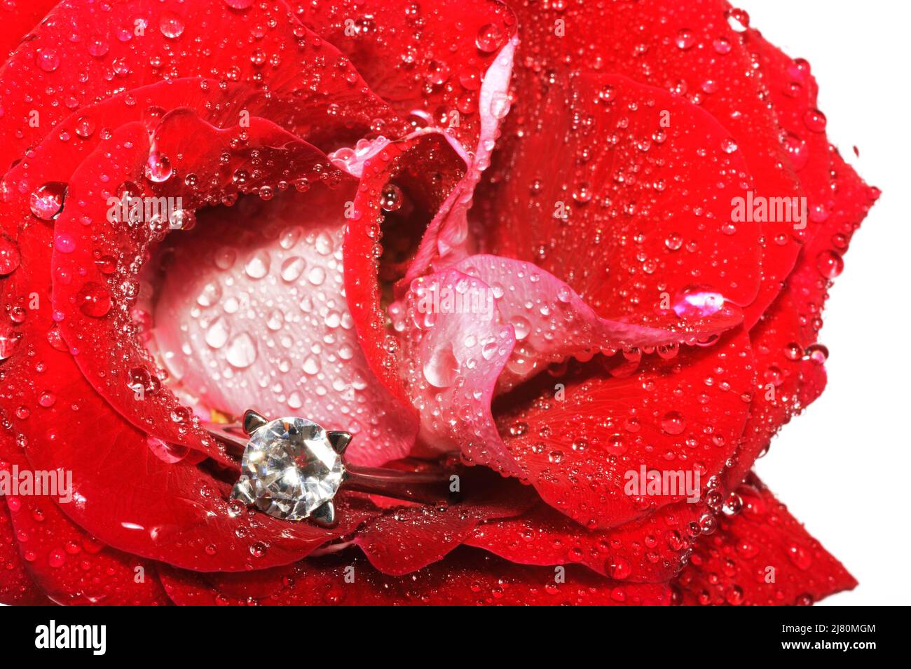Dimond engagement ring inside of a red rose. Romantic image and loving ...