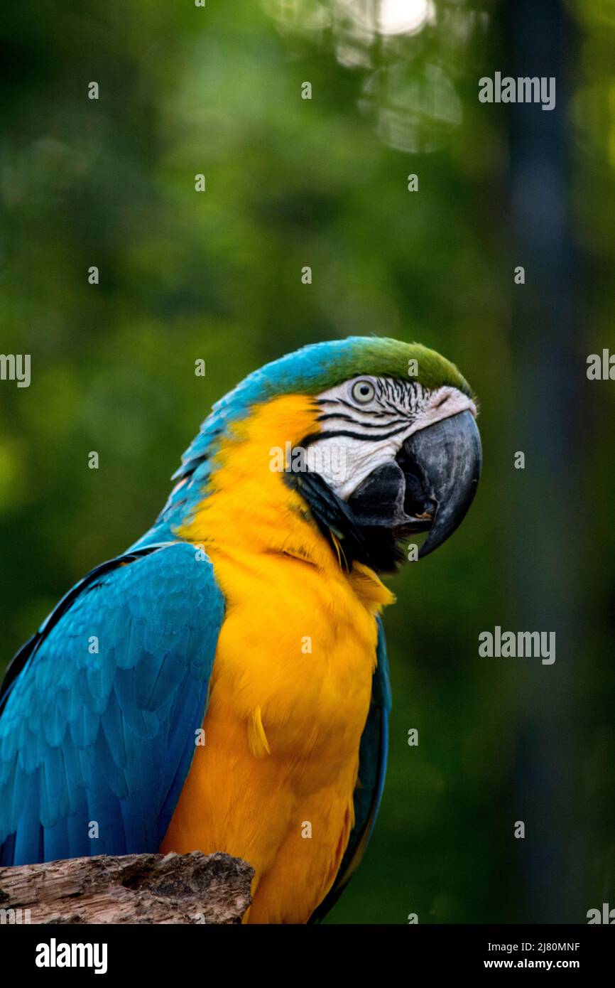 portrait of a Blue and Yellow Macaw - Ara ararauna. endangered birds ...