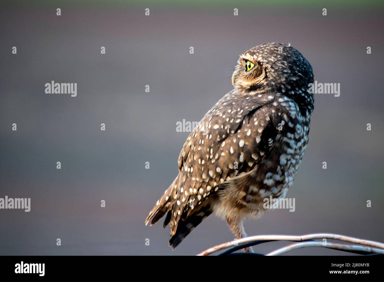 Burrowing owl photography hi-res stock photography and images - Alamy