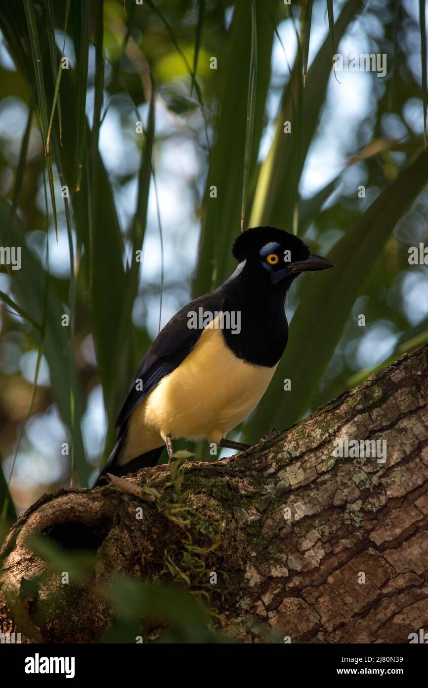Magpie falls hi-res stock photography and images - Alamy