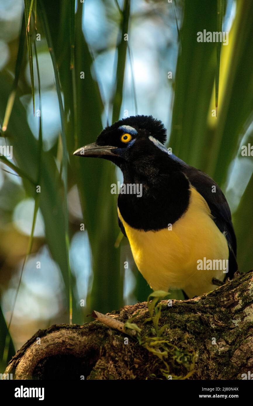 Magpie falls hi-res stock photography and images - Alamy