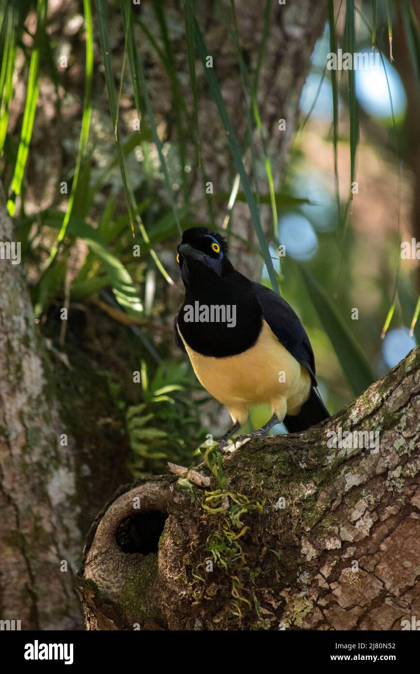 Magpie falls hi-res stock photography and images - Alamy