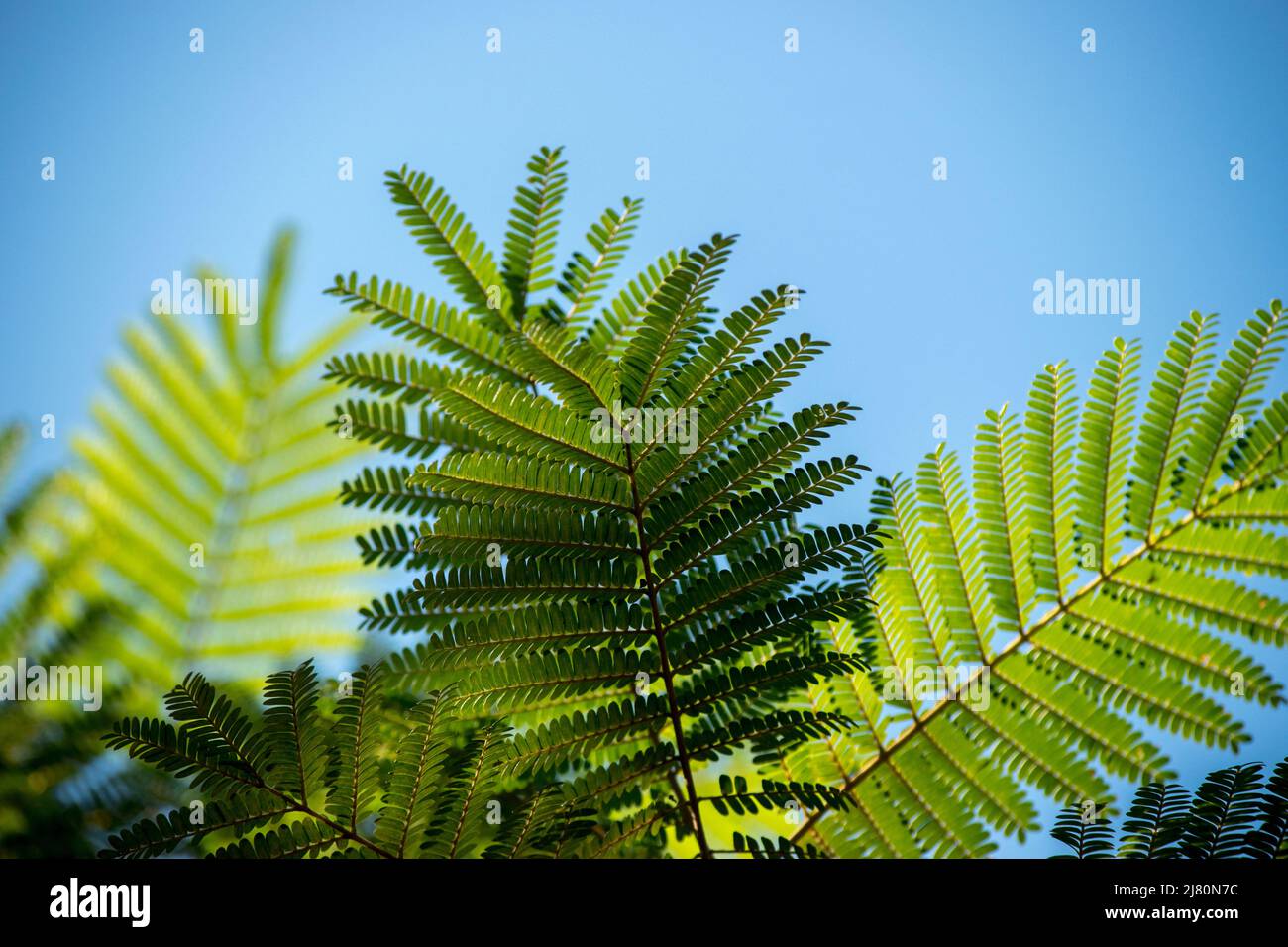 green leaves of a tree at Iguazu Falls Stock Photo - Alamy