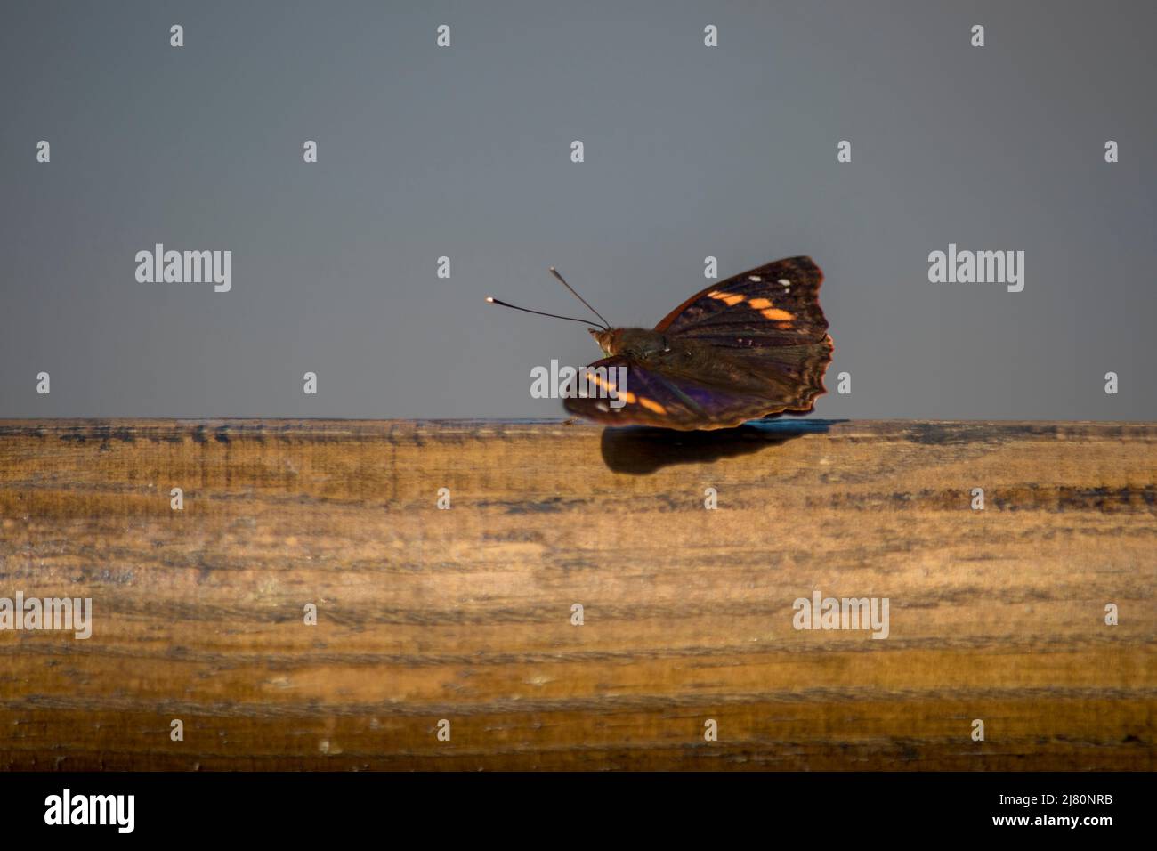 Agathina hi-res stock photography and images - Alamy