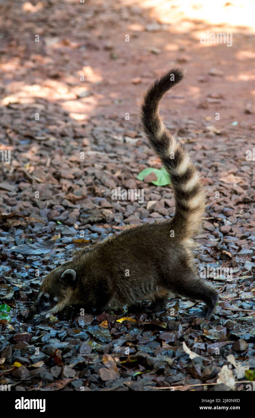 Coati in Iguazú Falls National Park Stock Photo - Alamy