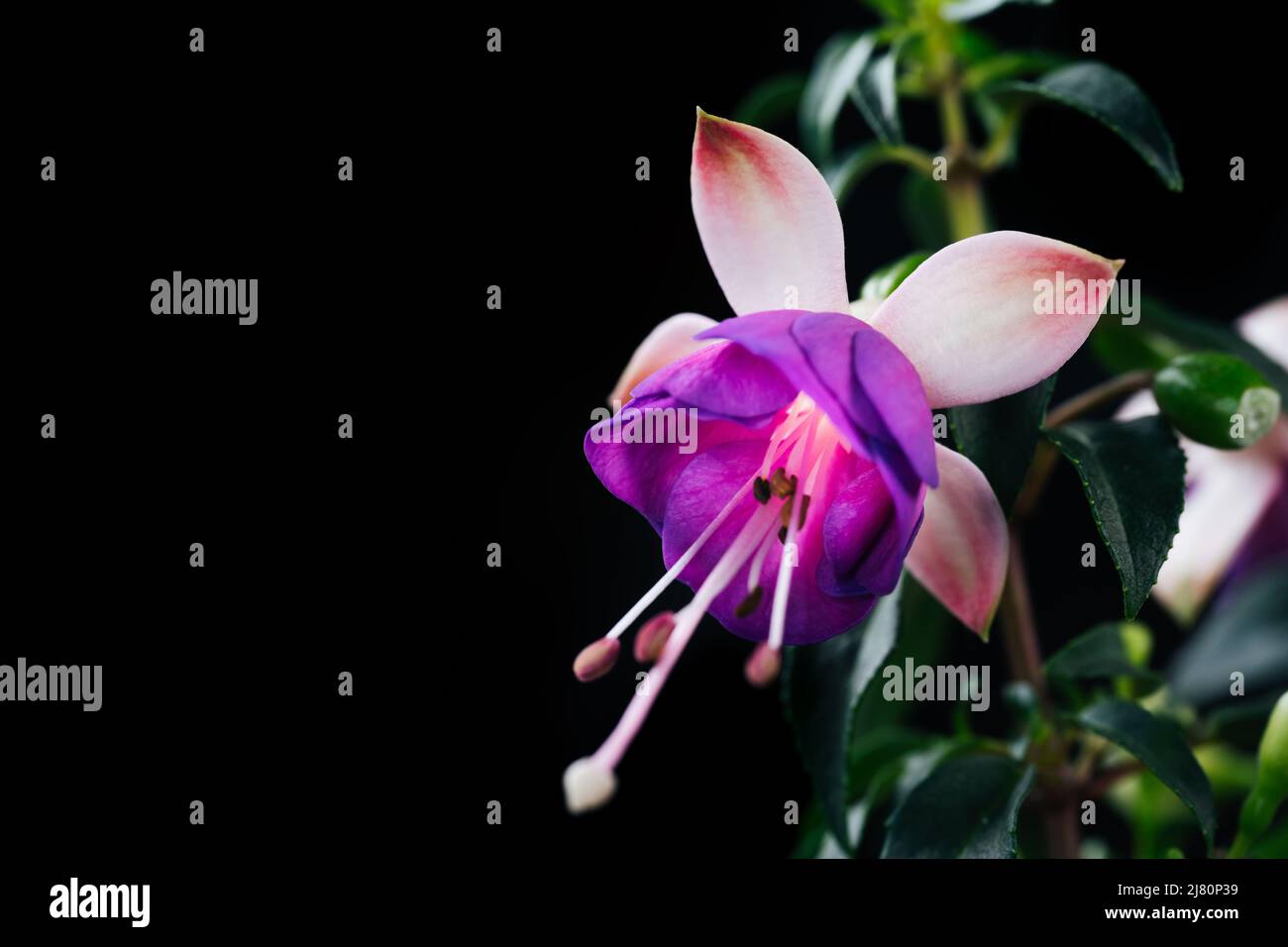 Pink and purple fuchsia flower on balck background. Nature concept ...