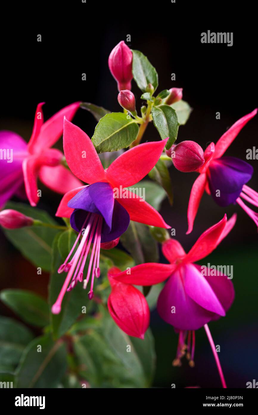 Fuchsia texture hi-res stock photography and images - Alamy