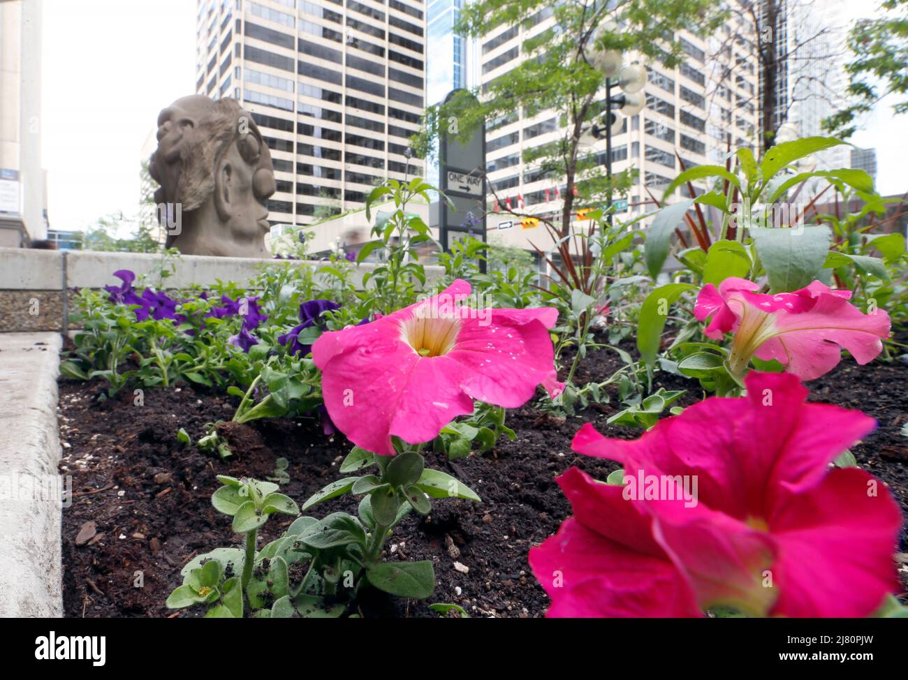 Downtown calgary spring flowers hi-res stock photography and images - Alamy