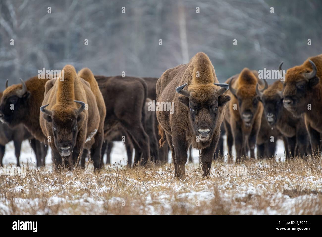 European bison in the forest hi-res stock photography and images - Alamy