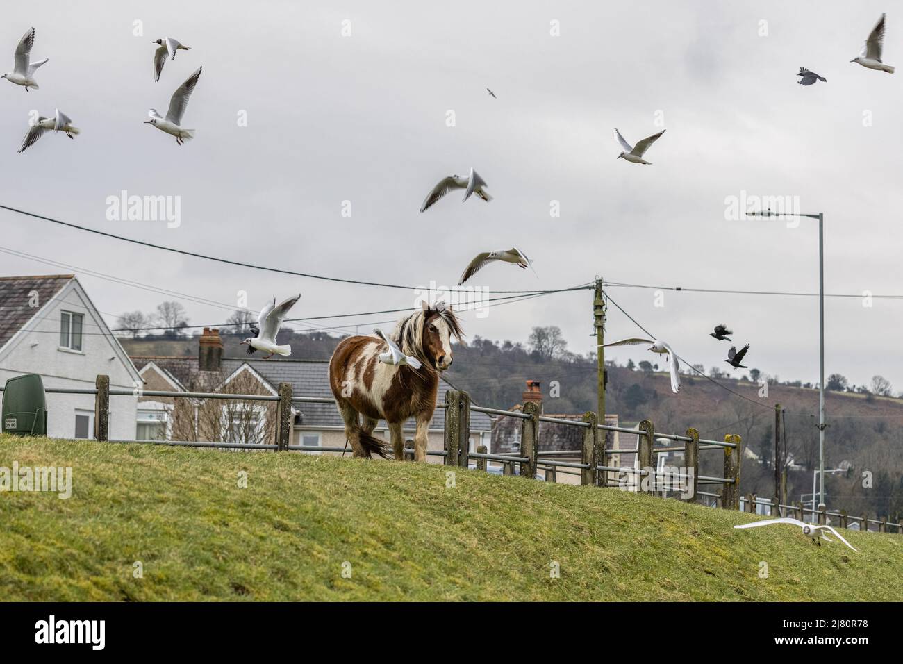 Wild Welsh Ponies come off the marshes into the village in Penclawdd ...