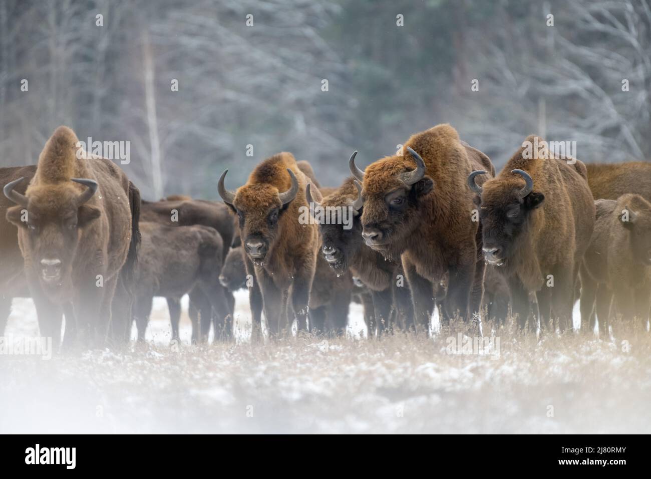 European bison in the forest hi-res stock photography and images - Alamy