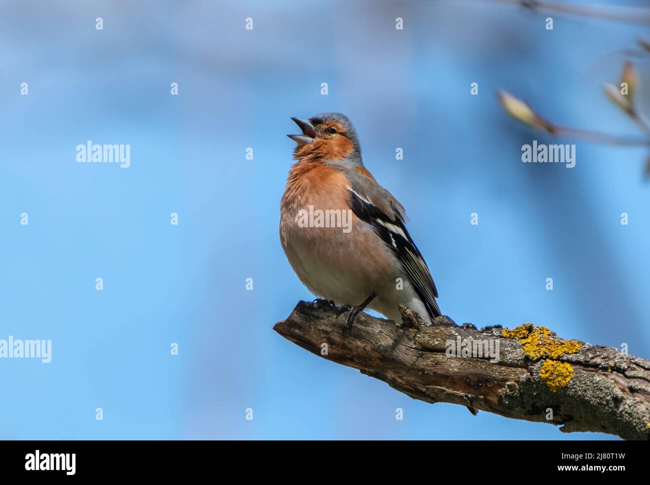 The finch bird sat down on a branch and sang a spring song Stock Photo ...
