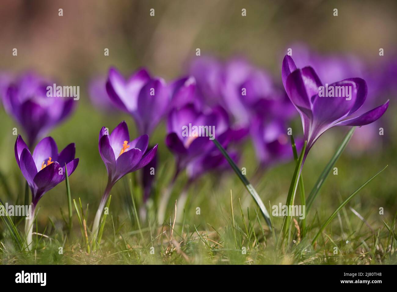 Ruby giant crocus hi-res stock photography and images - Alamy