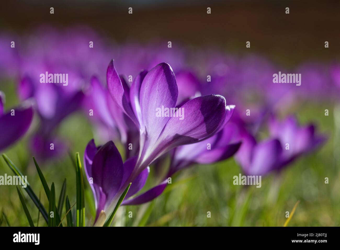 Ruby giant crocus hi-res stock photography and images - Alamy