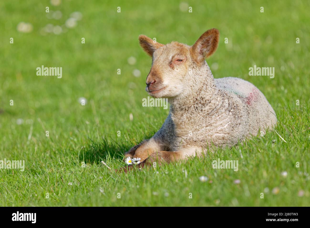Lamb lying down hi-res stock photography and images - Alamy