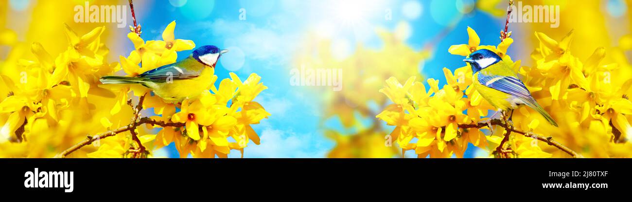 Concept of bird lovers and birdwatching. A beauty of the environment ...