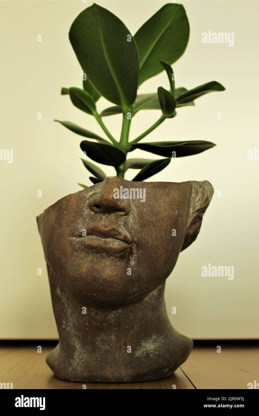 Plant growing out of head shaped pot. Concept for green thinking ...