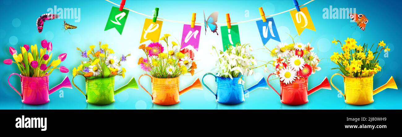 Spring flowers in watering can. Gardening tools and equipment Stock ...