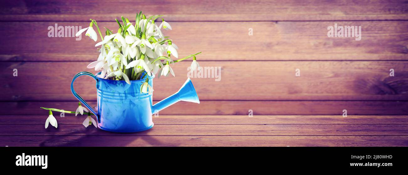 Spring flowers in watering can. Gardening tools and equipment Stock ...