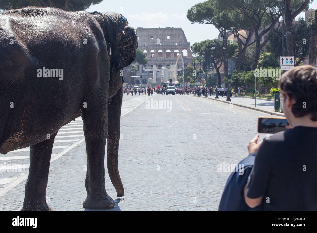 Rome, Italy. 11th May, 2022. Elephants on Via dei Fori Imperiali in ...