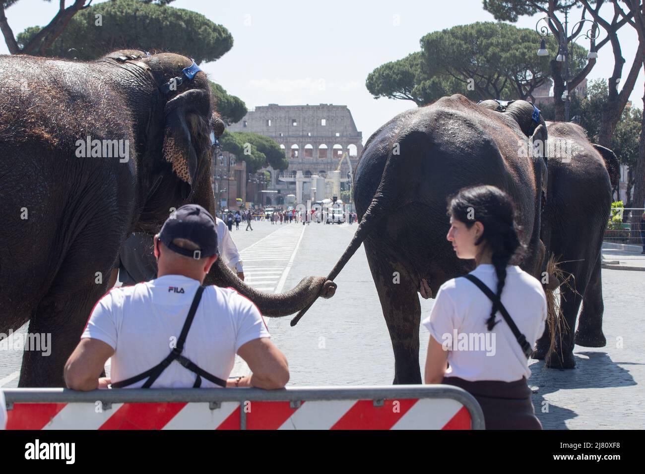 Rome, Italy. 11th May, 2022. Elephants on Via dei Fori Imperiali in ...