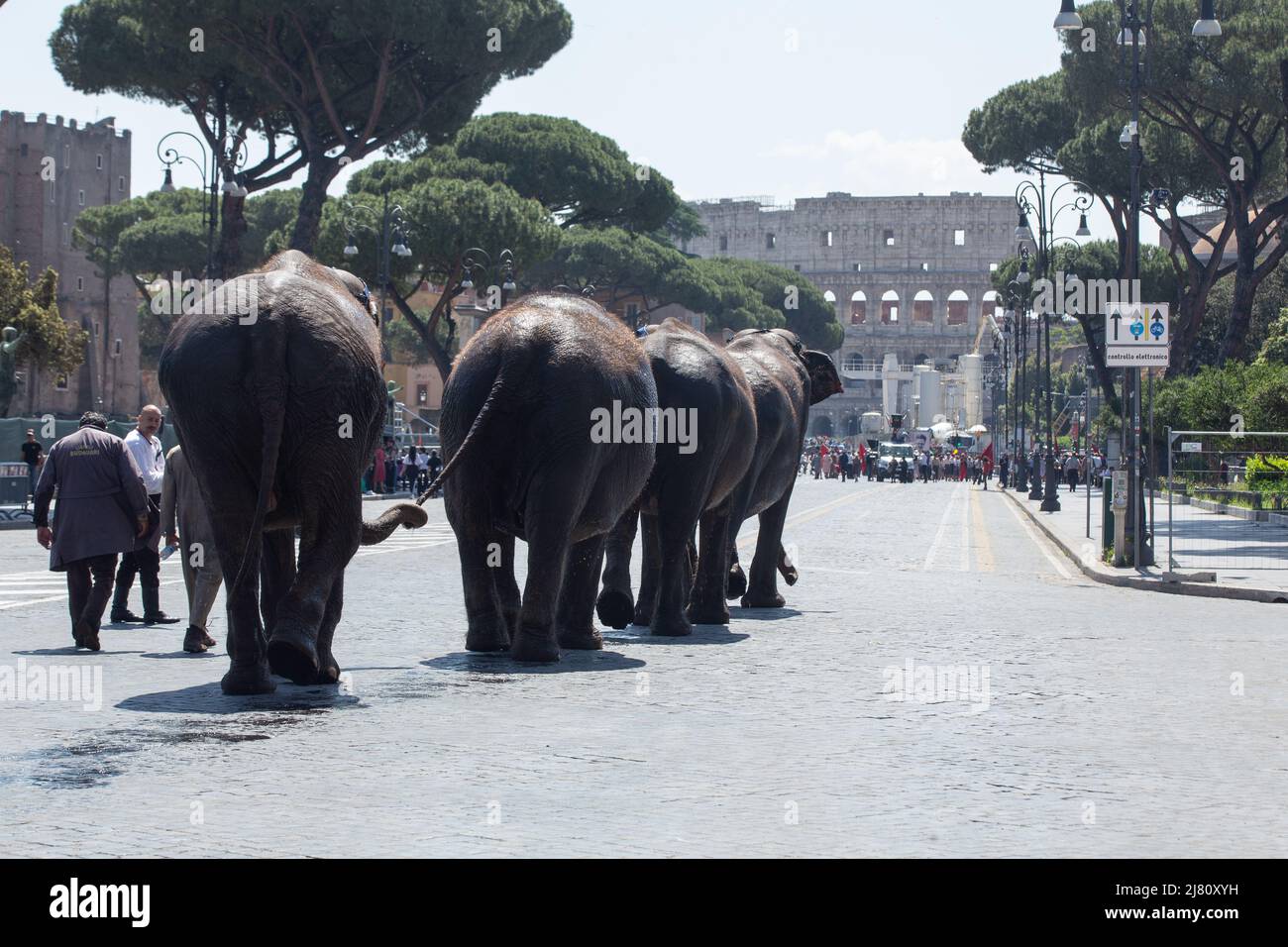 Elephants on Via dei Fori Imperiali in Rome, on the set of film "Il Sol ...