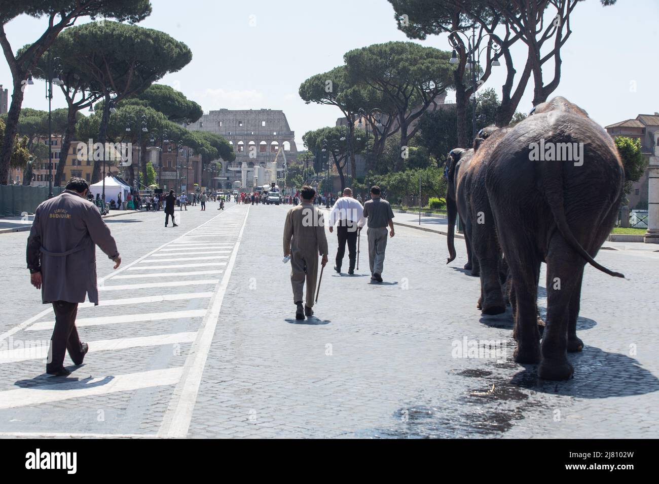Rome, Italy. 11th May, 2022. Elephants on Via dei Fori Imperiali in ...