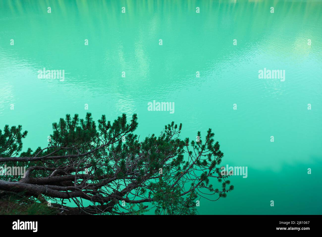 Turquoise color lake . Branches with water at background Stock Photo ...