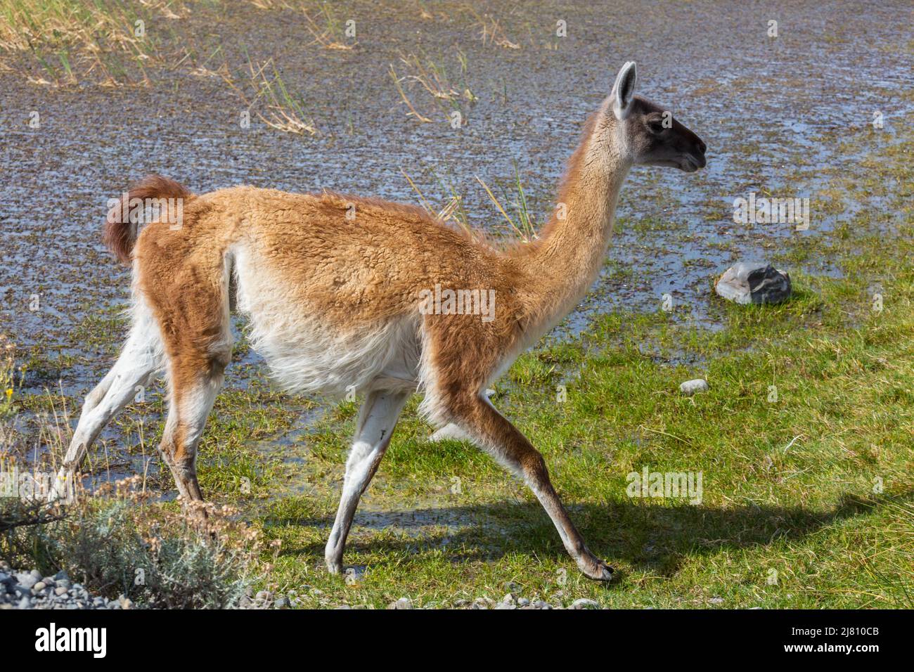 Wild Guanaco (Lama Guanicoe) in Patagonia prairie, Chile, South America ...
