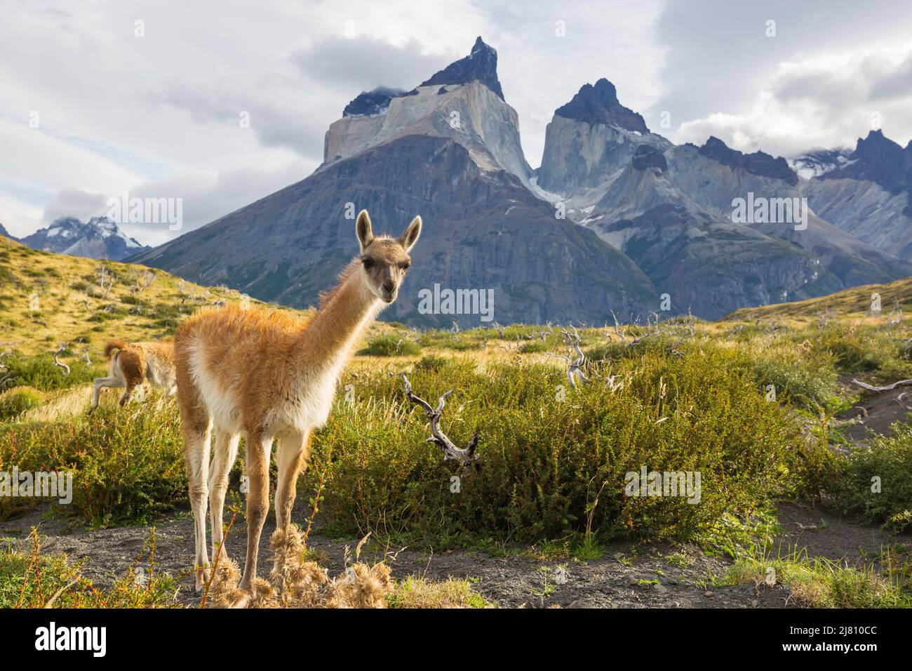 Wild Guanaco (Lama Guanicoe) in Patagonia prairie, Chile, South America ...