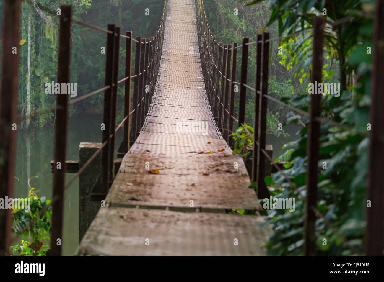 Suspension bridge in jungle, Sri Lanka Stock Photo - Alamy