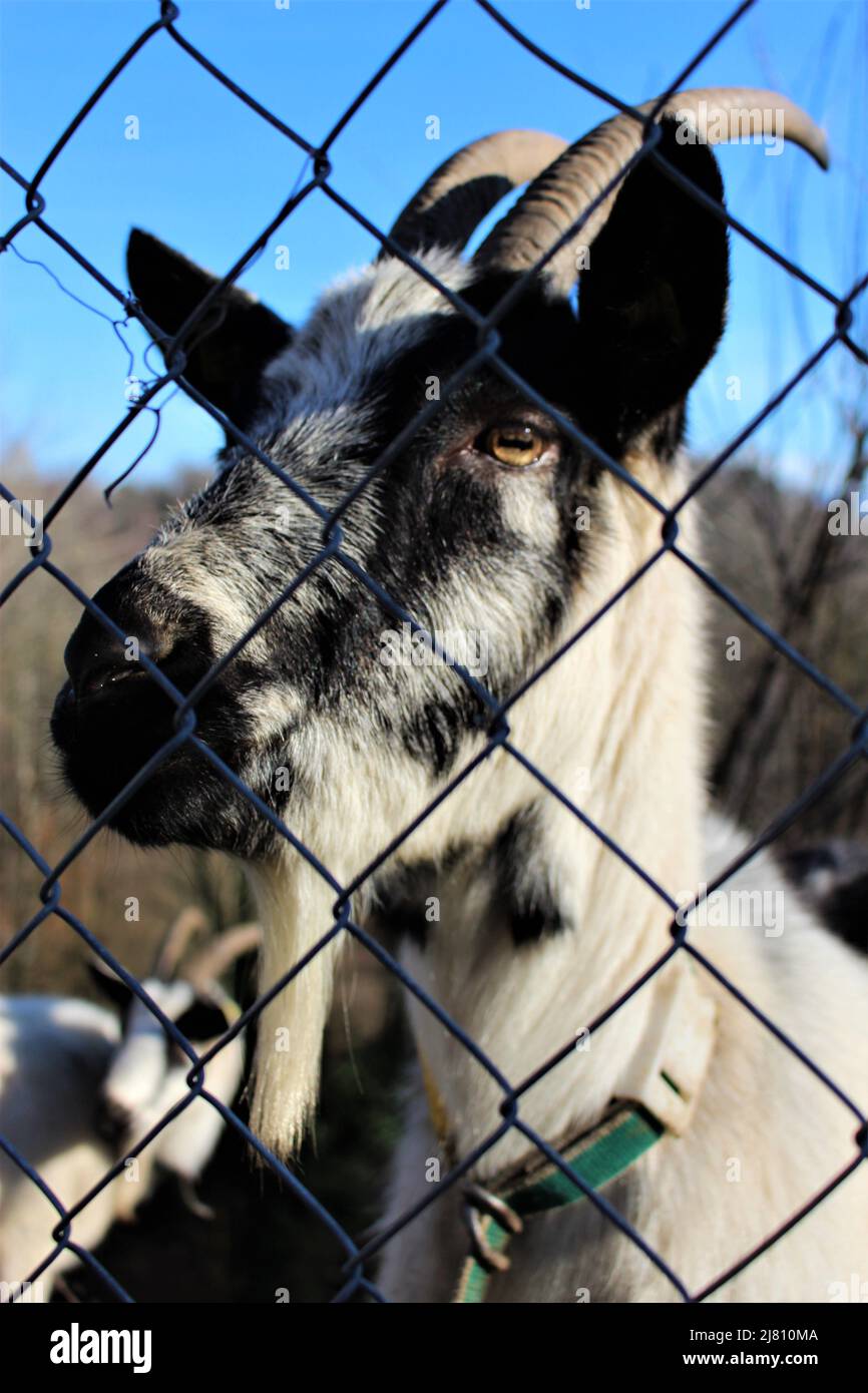 White farm goat fence hi-res stock photography and images - Alamy