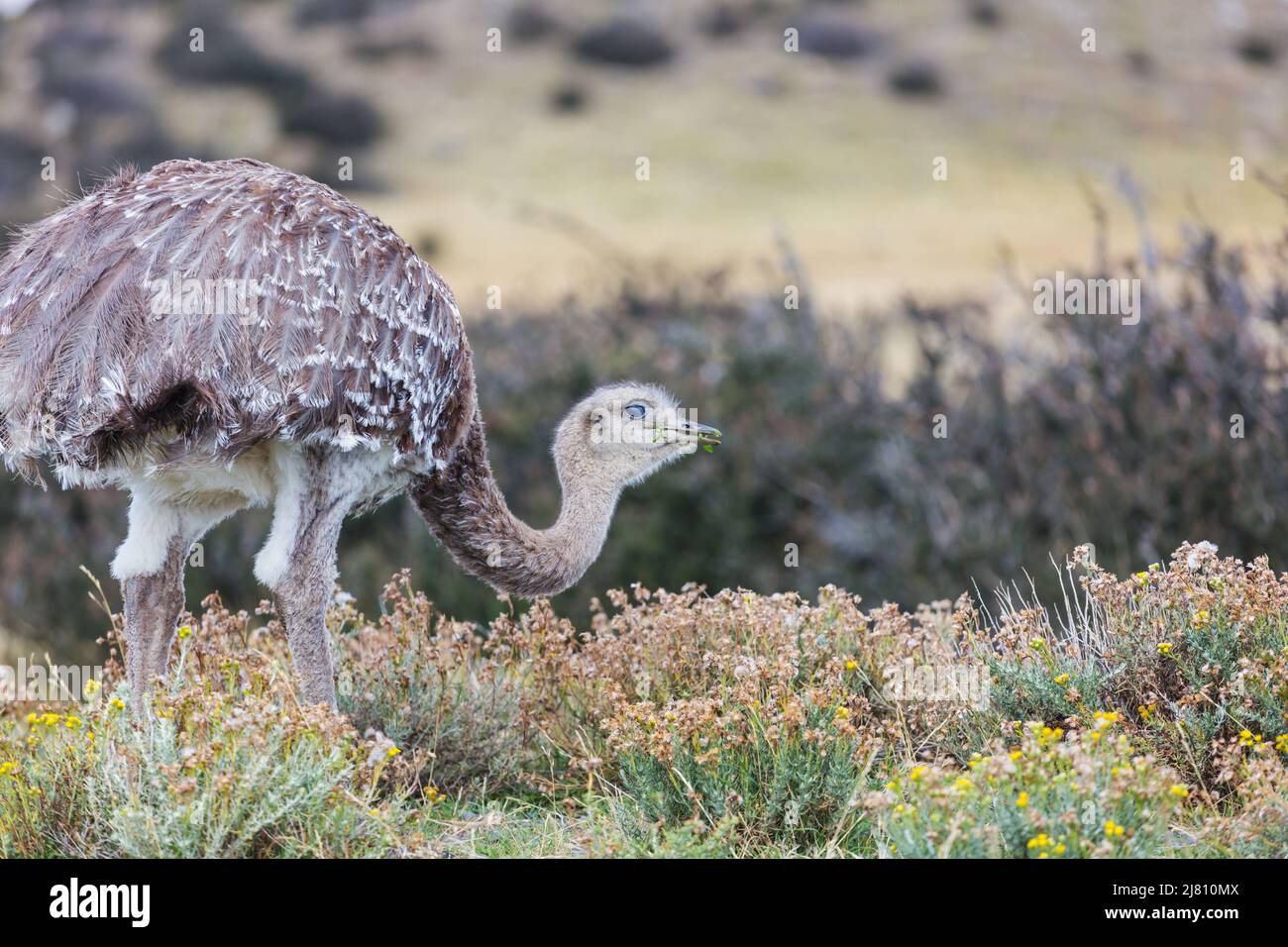 Ostrich running south america hi-res stock photography and images - Alamy