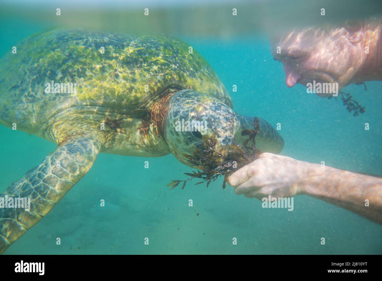 Boy swimming with a giant sea turtle in the ocean in Sri Lanka Stock ...