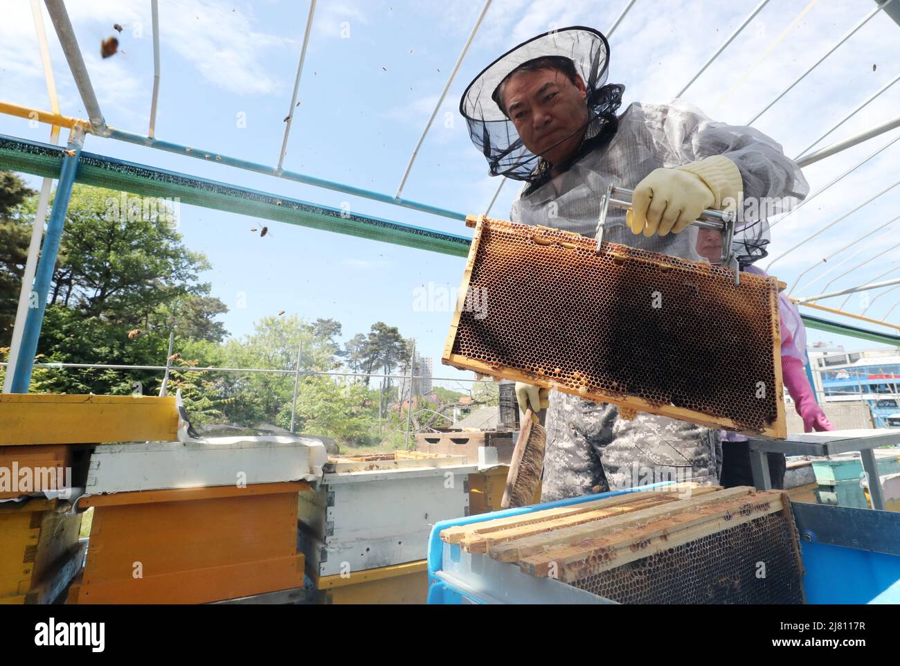 12th May, 2022. Harvesting acacia honey A bee farmer removes a frame ...