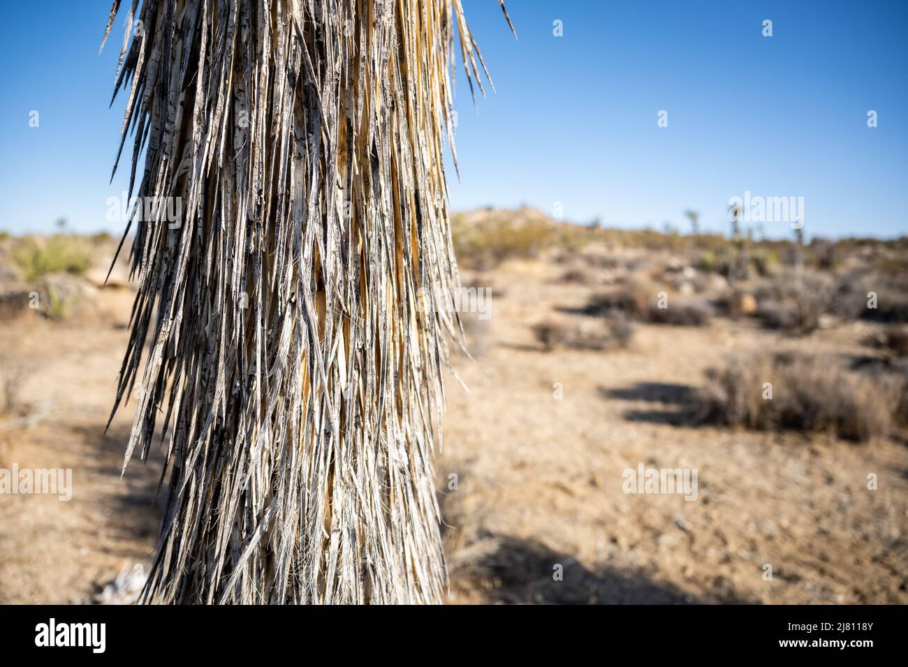 Trunk Section of Joshua Tree in Mojave desert Stock Photo - Alamy