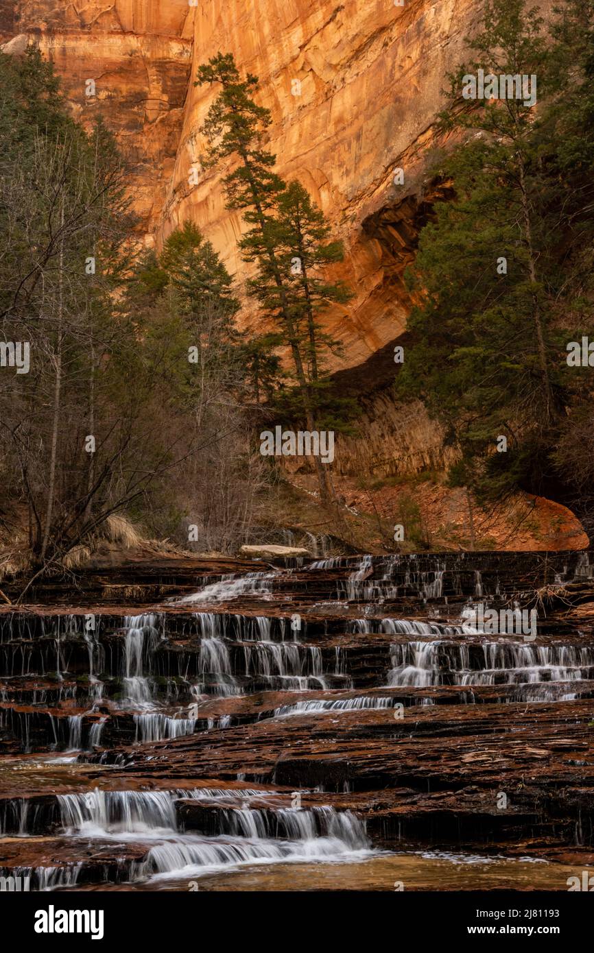 Two Tall Pines Lean Over At The Top of Waterfall along the trail to the ...