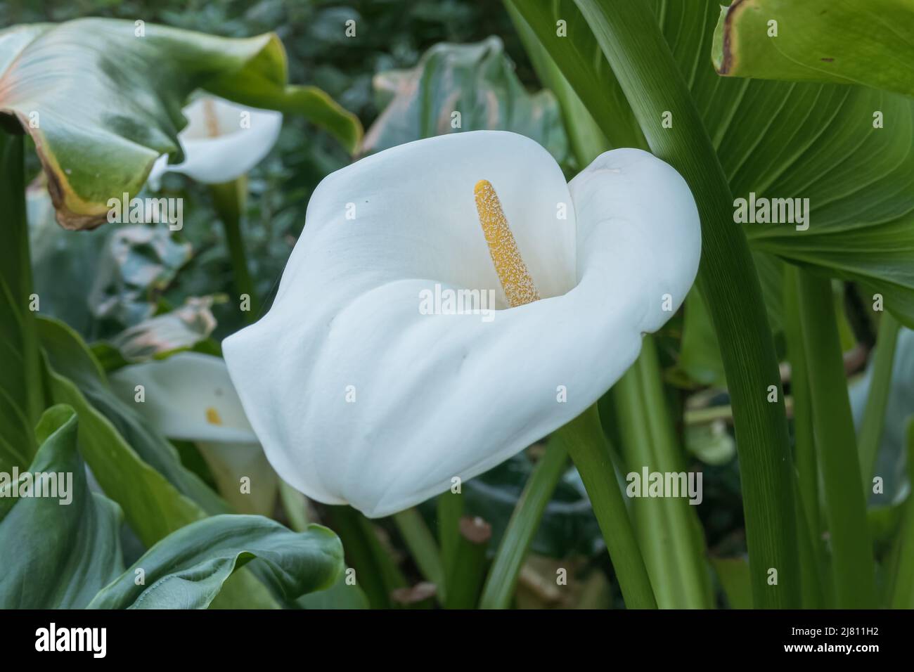 Calla lily stem close hi-res stock photography and images - Alamy