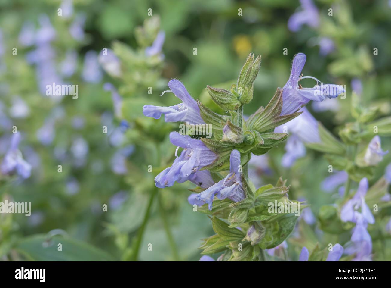 salvia officinalis plant with flowers seen in detail in spring outdoors ...