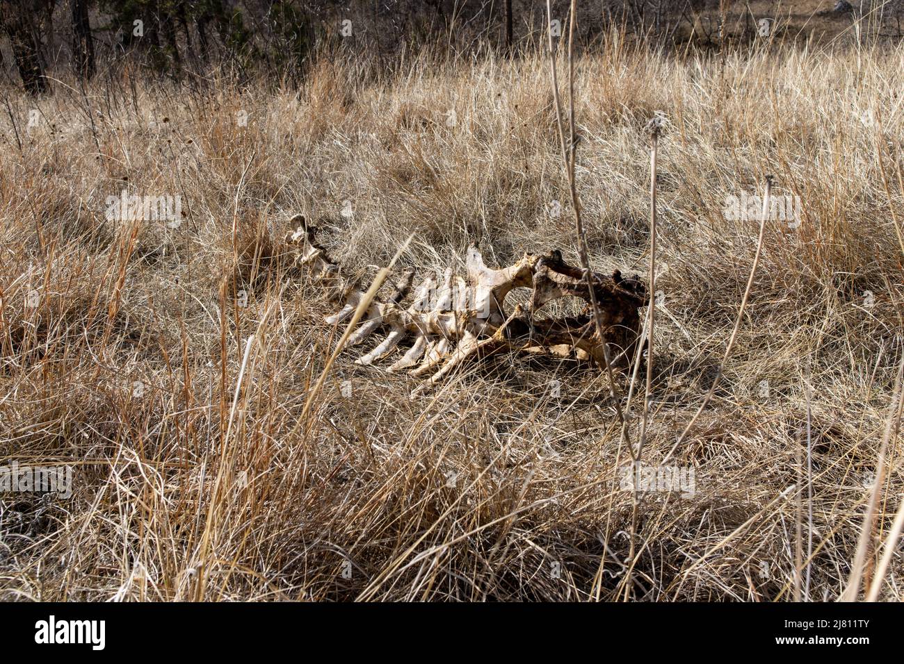 A bison spine sits on the prairie at Wind Cave National Park in South ...
