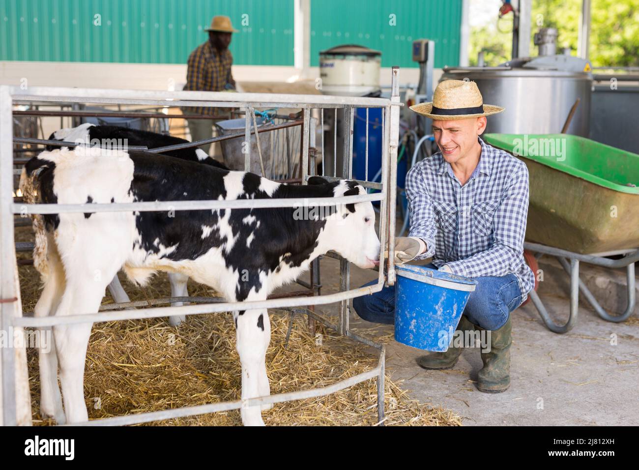 Young man with a bucket on a farm, feeds food a small calf Stock Photo ...