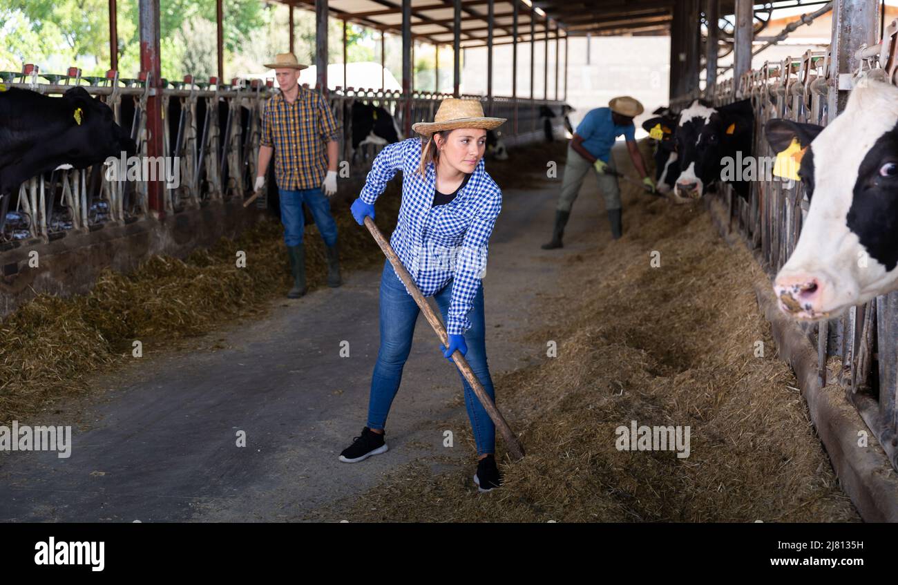Group of proffesional farmers working on dairy farm Stock Photo - Alamy
